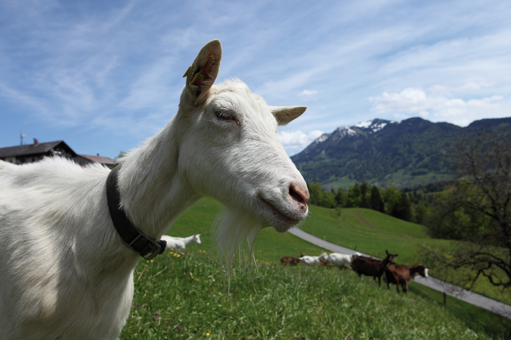 Held Bergbauernhof - Ziege